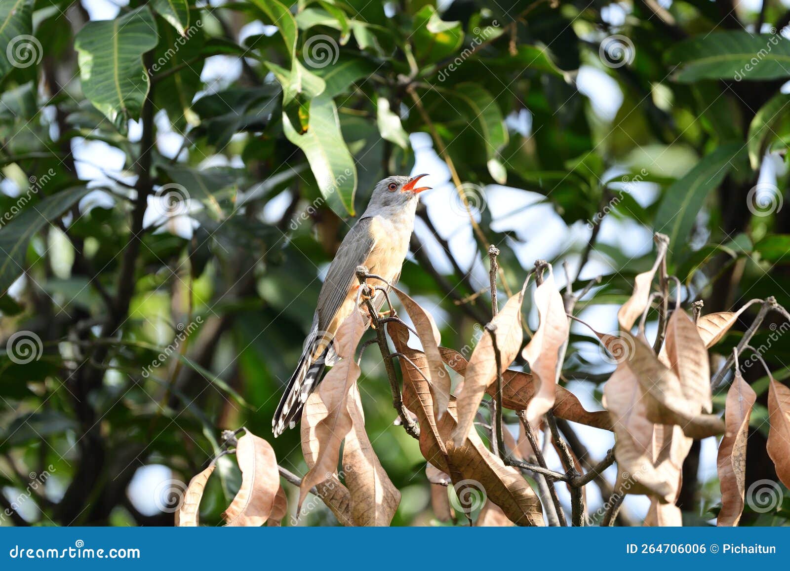 Plaintive cuckoo stock photo. Image of tree, perching - 264706006