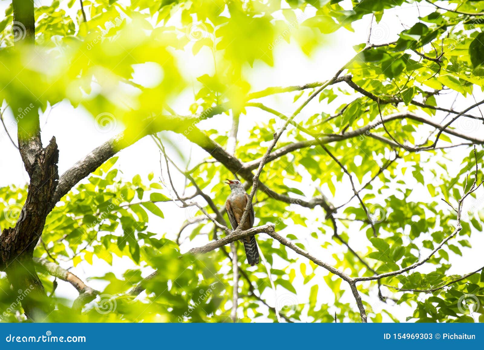 Plaintive cuckoo stock image. Image of cacomantis, merulinus - 154969303
