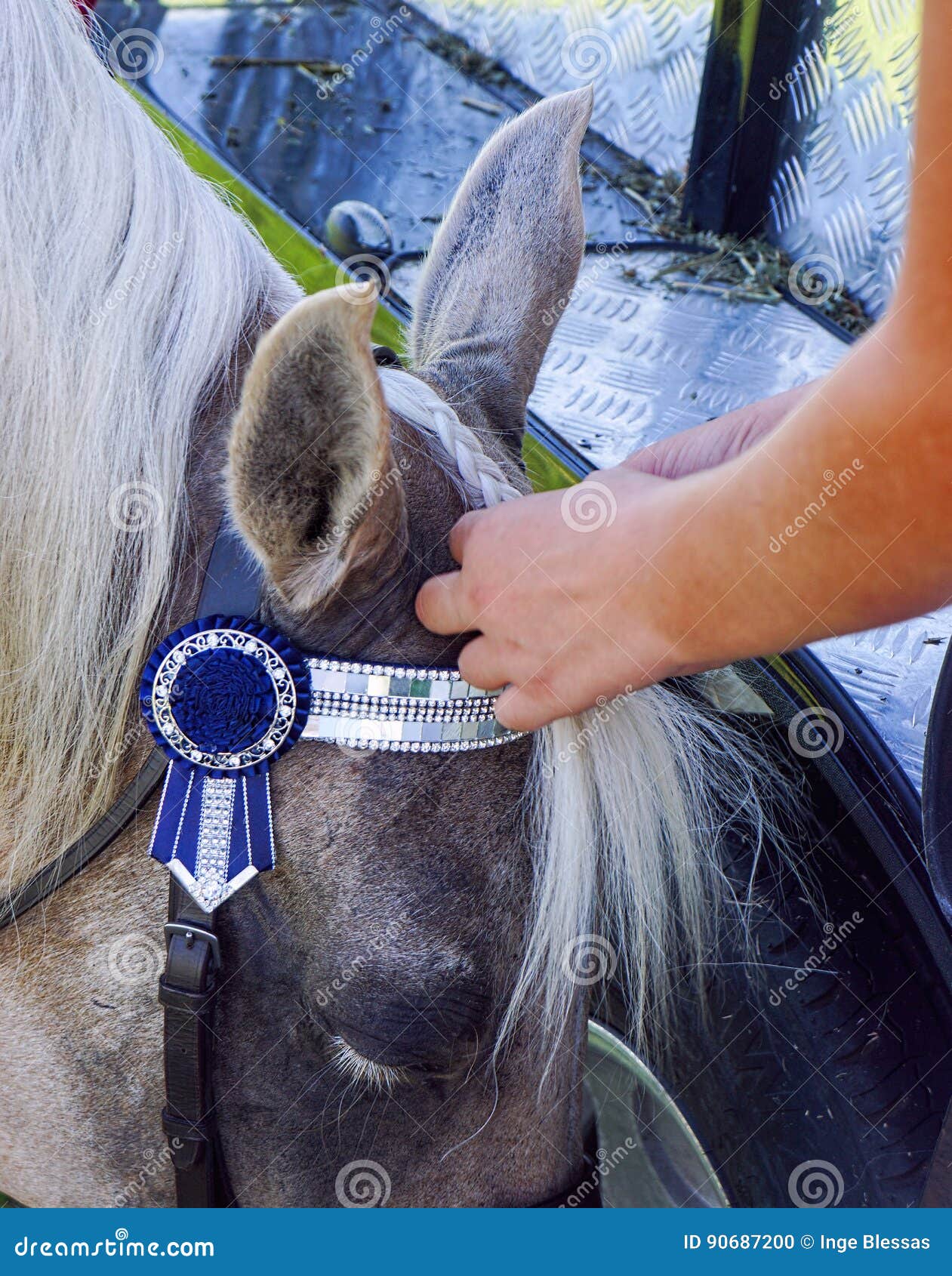 Plaiting horses mane stock photo. Image of horsetail - 90687200