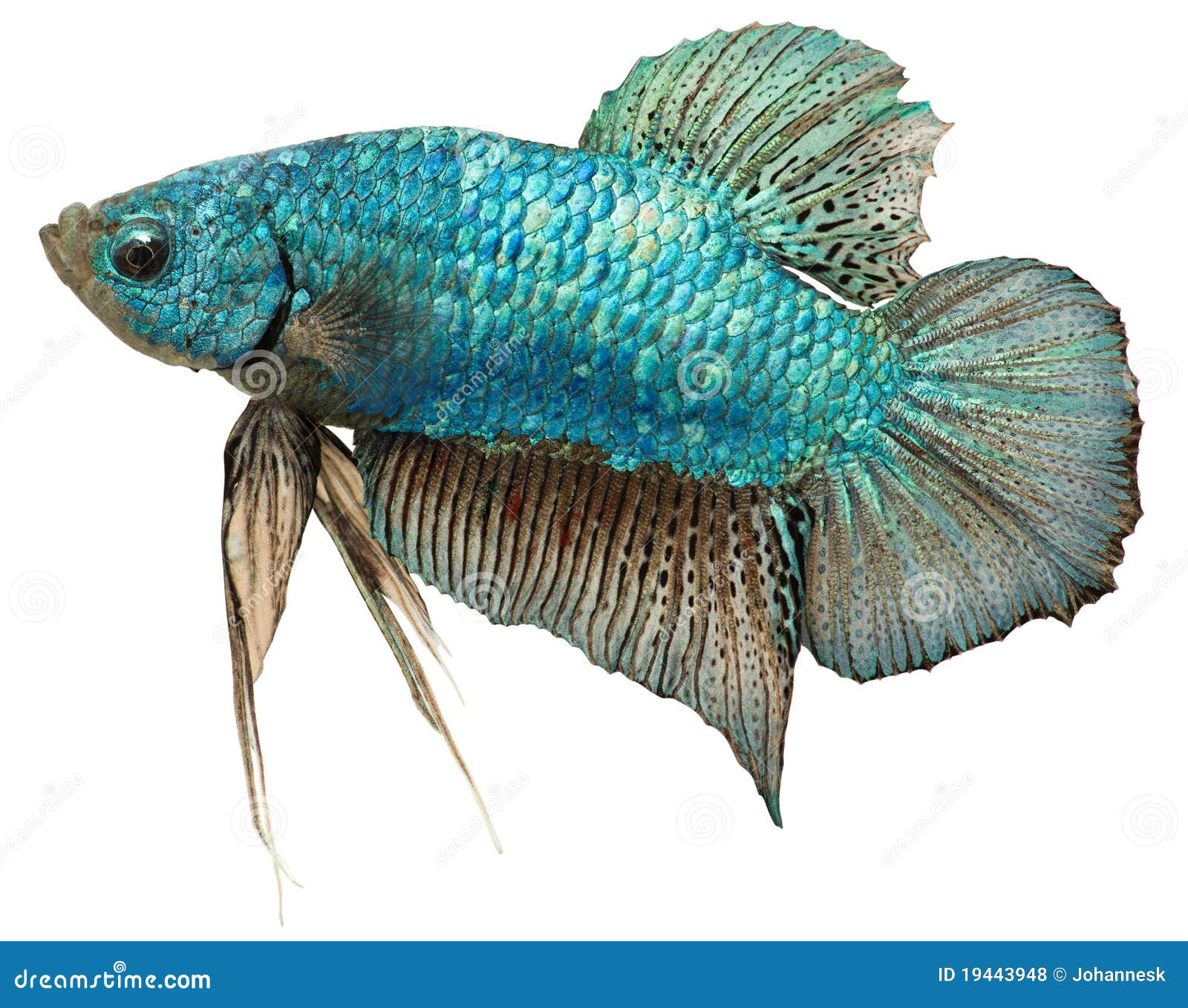Plakat Blu Metallico. Betta Splendens. Fotografia Stock - Immagine di ...