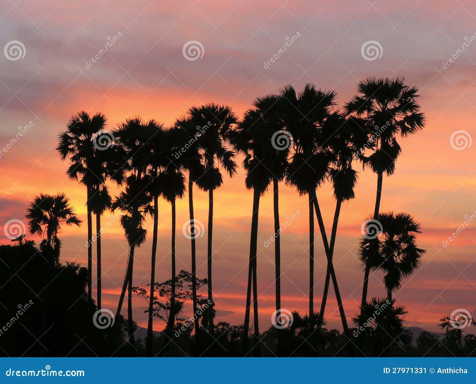 Plam stock image. Image of rural, park, outdoor, palm - 27971331