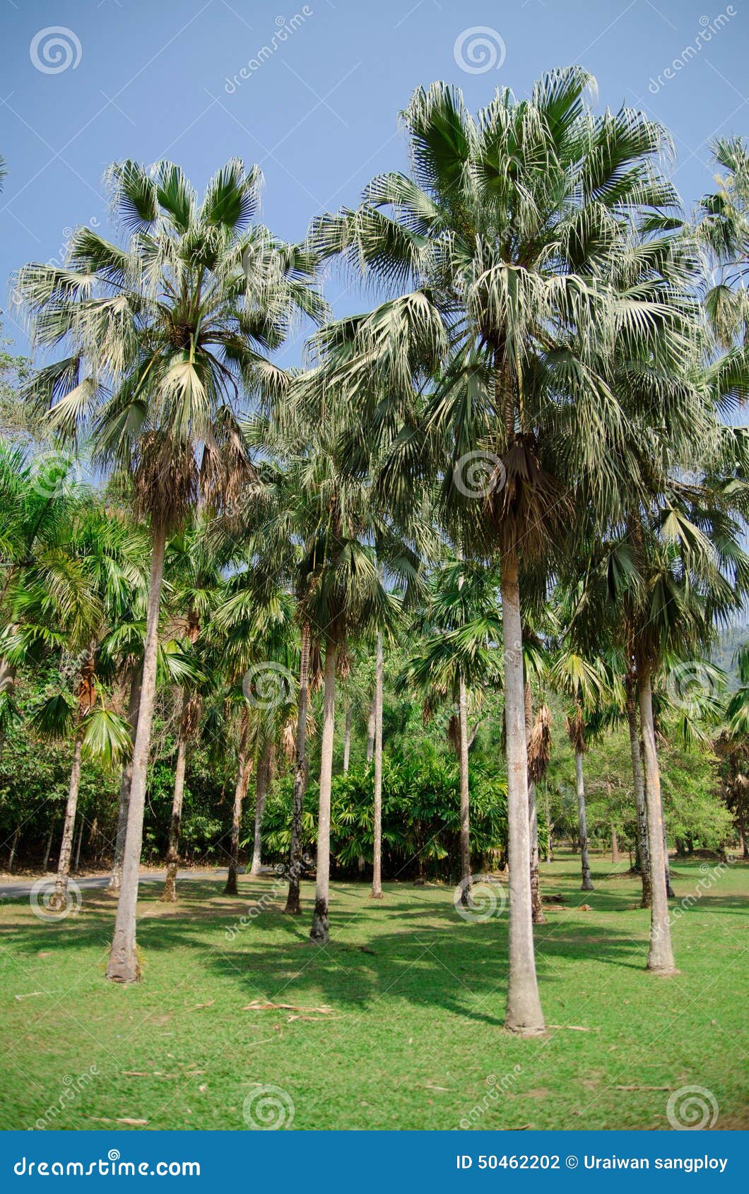 Plam stock photo. Image of farm, plam, nature, tree, garden - 50462202