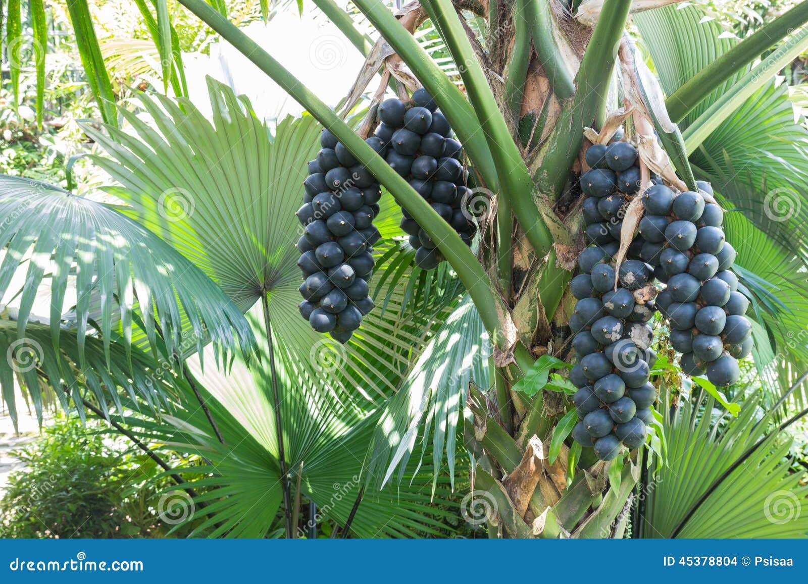 Rare Palm Tree - Singapore Botanical Gardens Stock Image ...