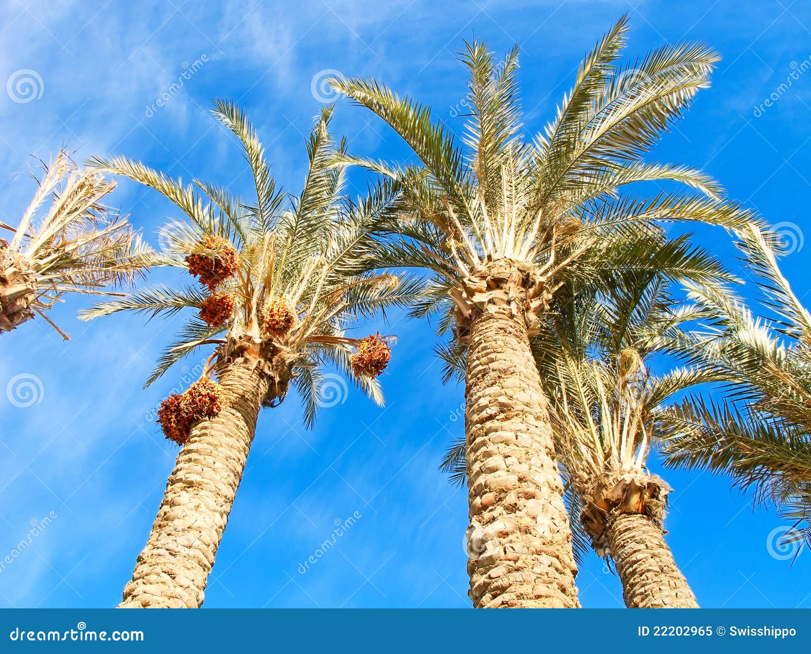 Plam garden stock image. Image of park, persian, arid - 22202965