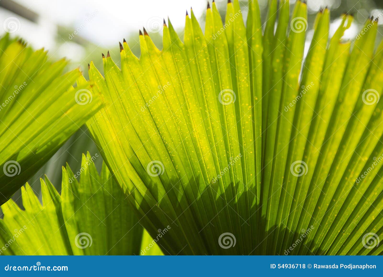 1,525 Plam Leaf Photos - Free & Royalty-Free Stock Photos from Dreamstime