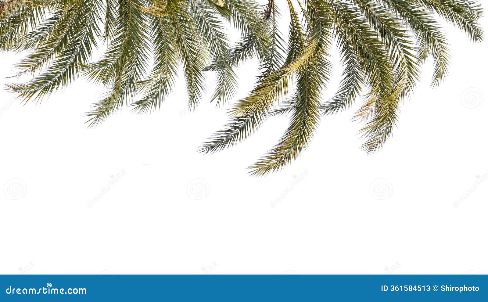 Plam Leaf Isolate on White Background, High Resolution Image 45MP Stock ...