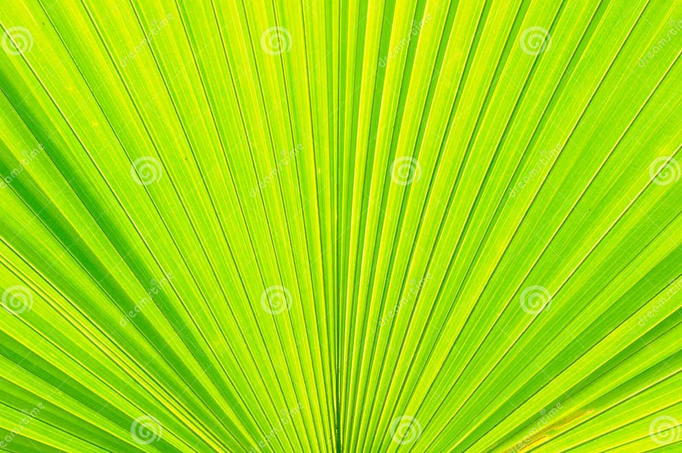 Plam leaf texture stock image. Image of life, garden - 26254249