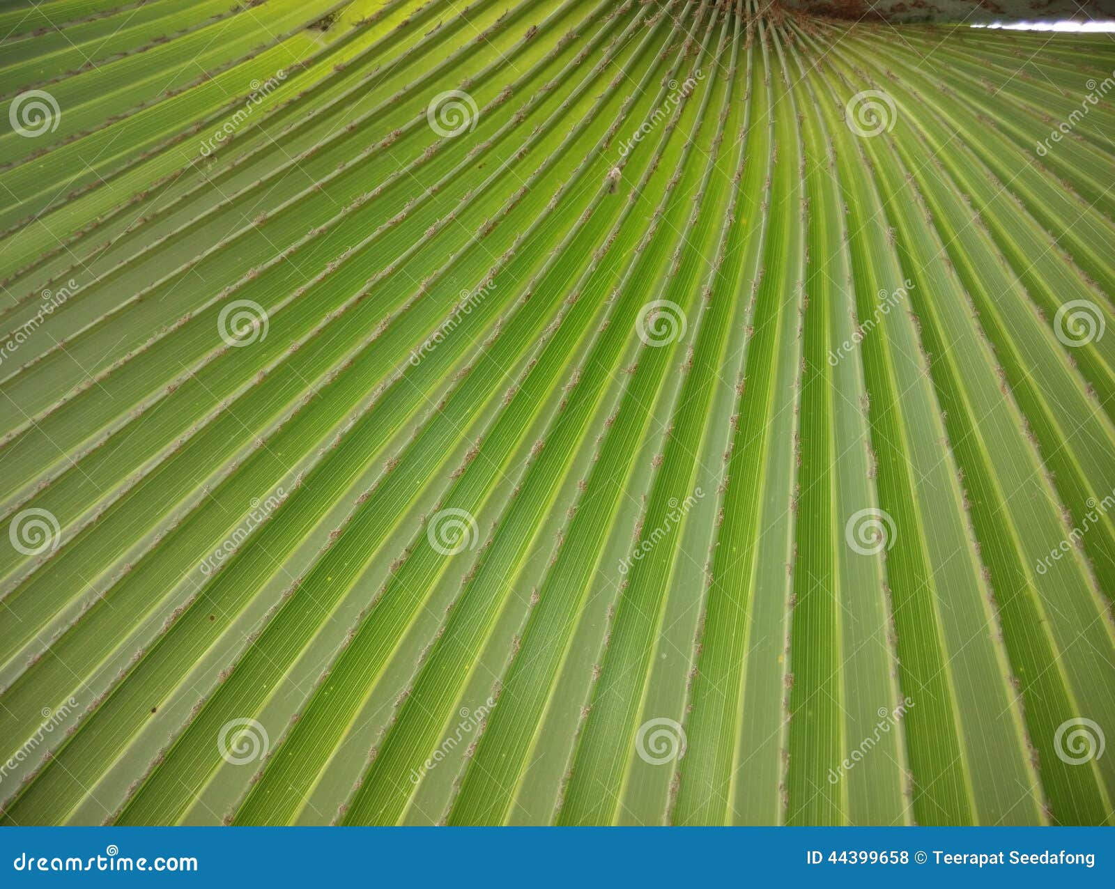 Plam leaf stock photo. Image of shape, forest, lush, radiating - 44399658