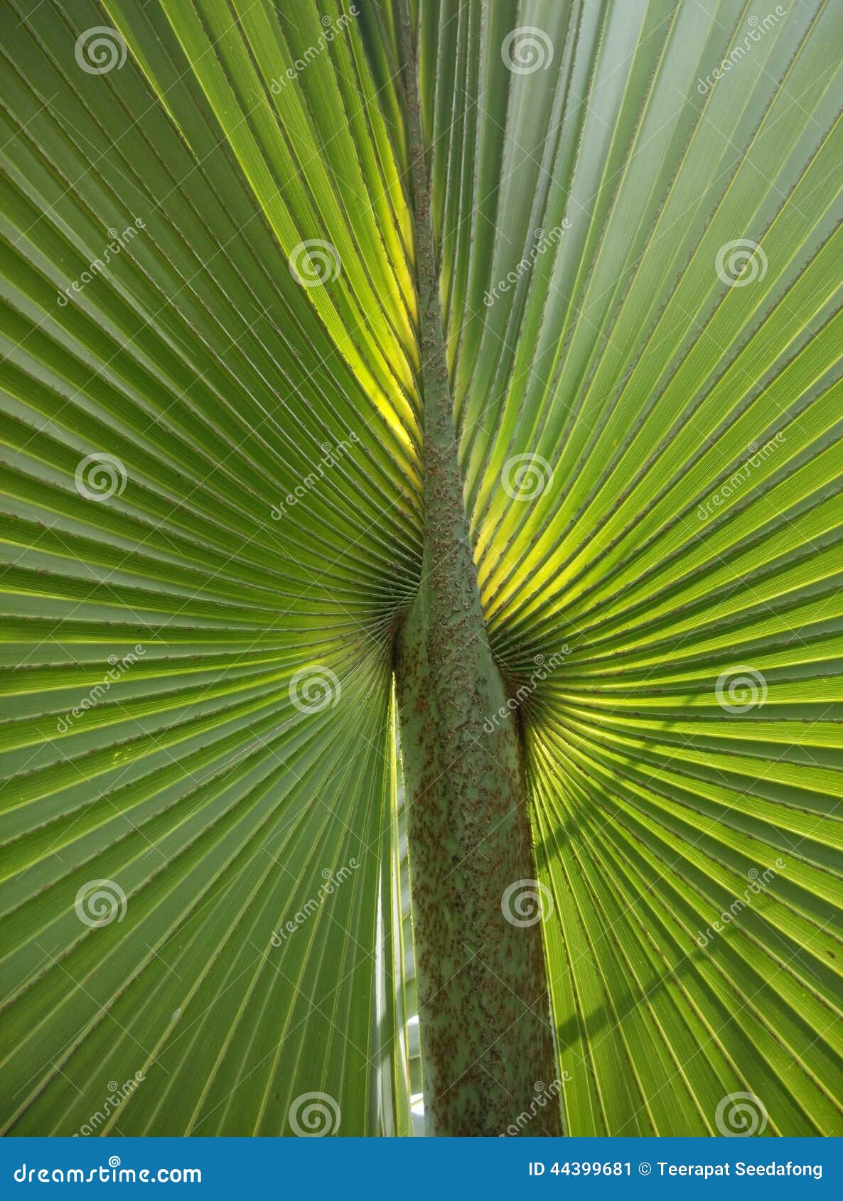 Plam leaf stock image. Image of pattern, foliage, branch - 44399681