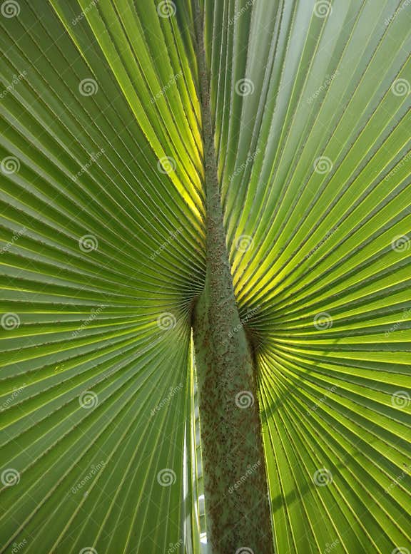 Plam leaf stock image. Image of pattern, foliage, branch - 44399681
