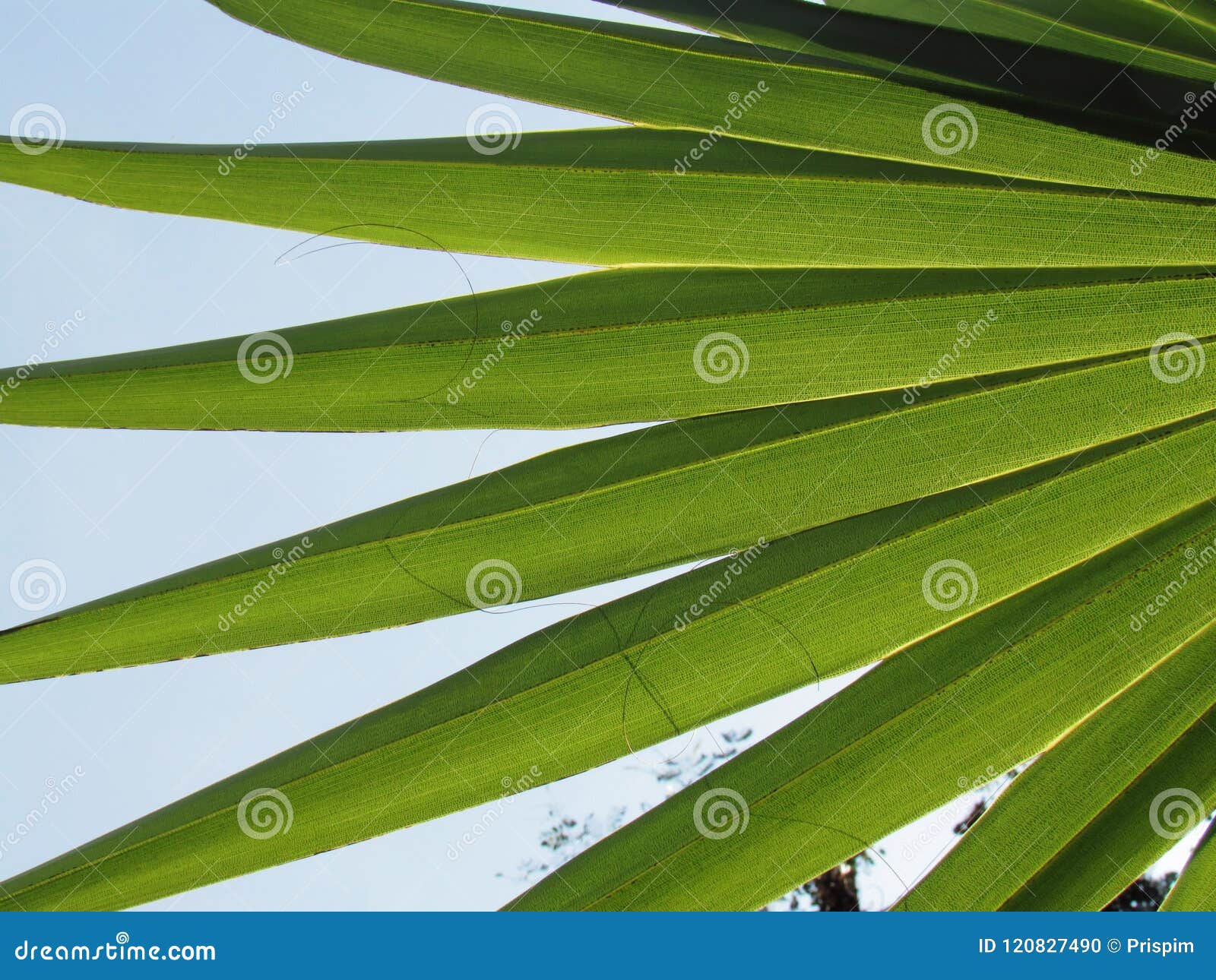 Plam Leaves Backlit Against the Sky Fresh Spring Background Stock Photo ...