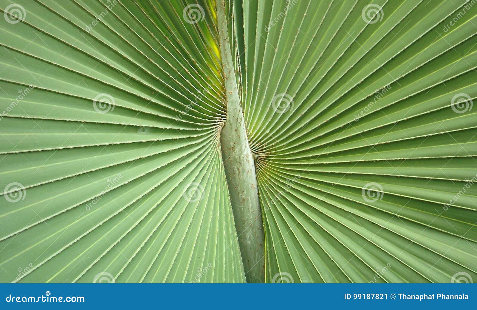 Plam Leaves Isolated On White Royalty-Free Stock Photography ...