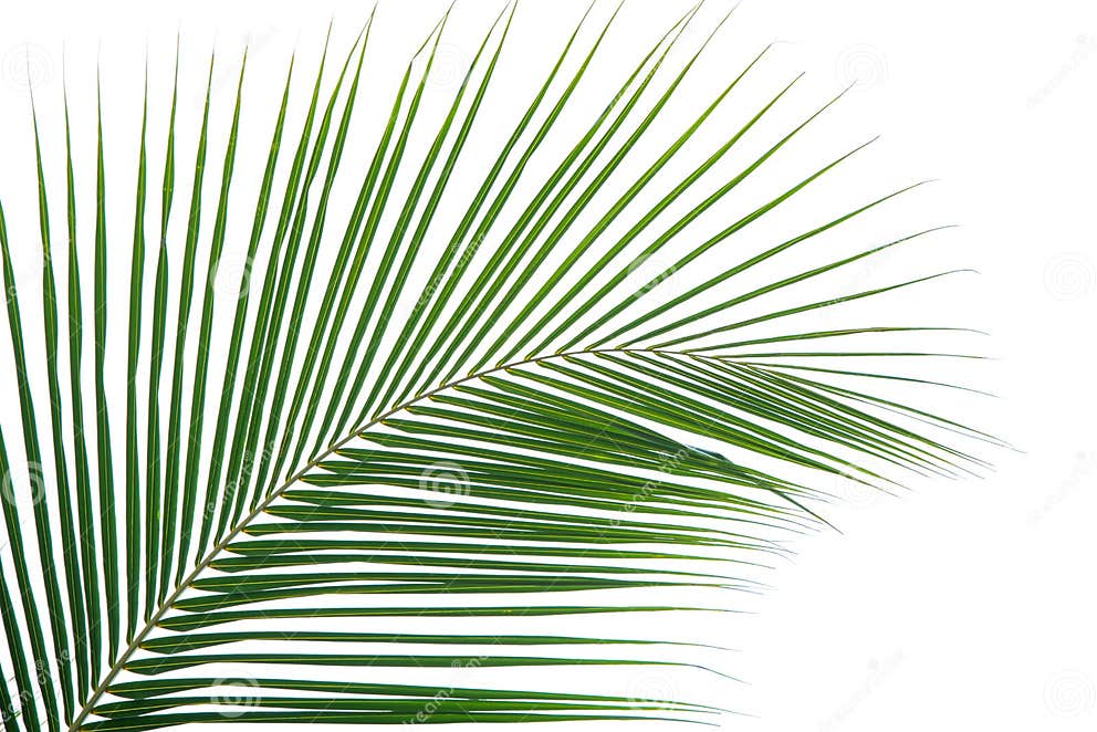 Plam leaves stock photo. Image of lush, coconut, palmetto - 77834228