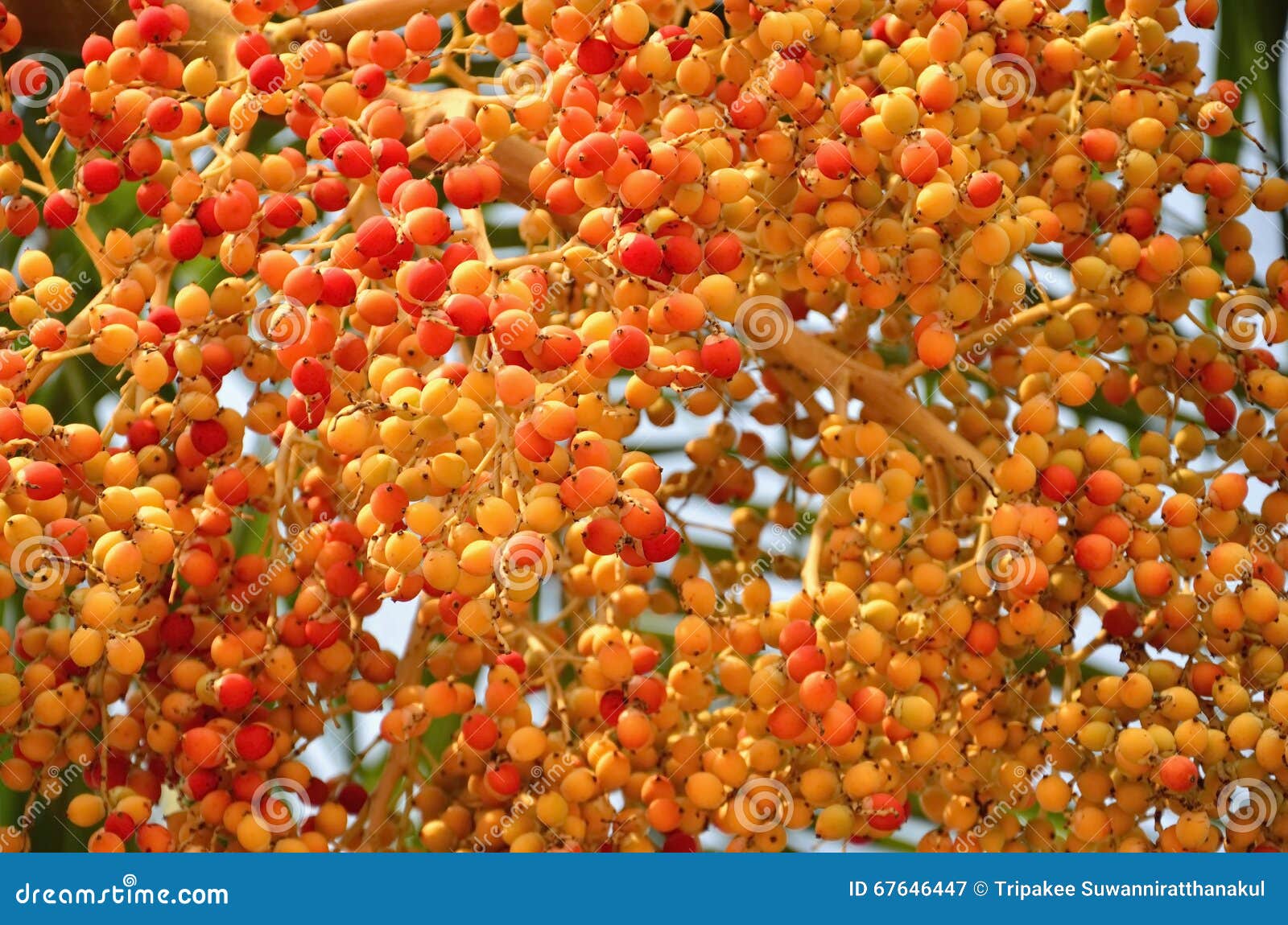 Plam plant from asia stock image. Image of garden, nature - 67646447