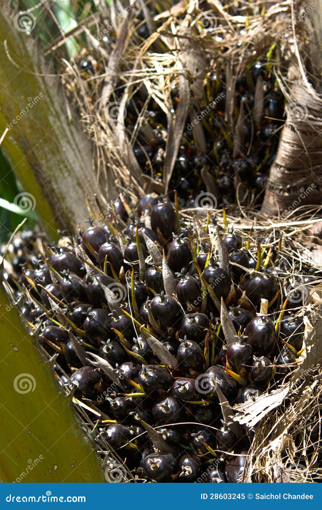 Plam seeds stock image. Image of group, growth, seeds - 28603245