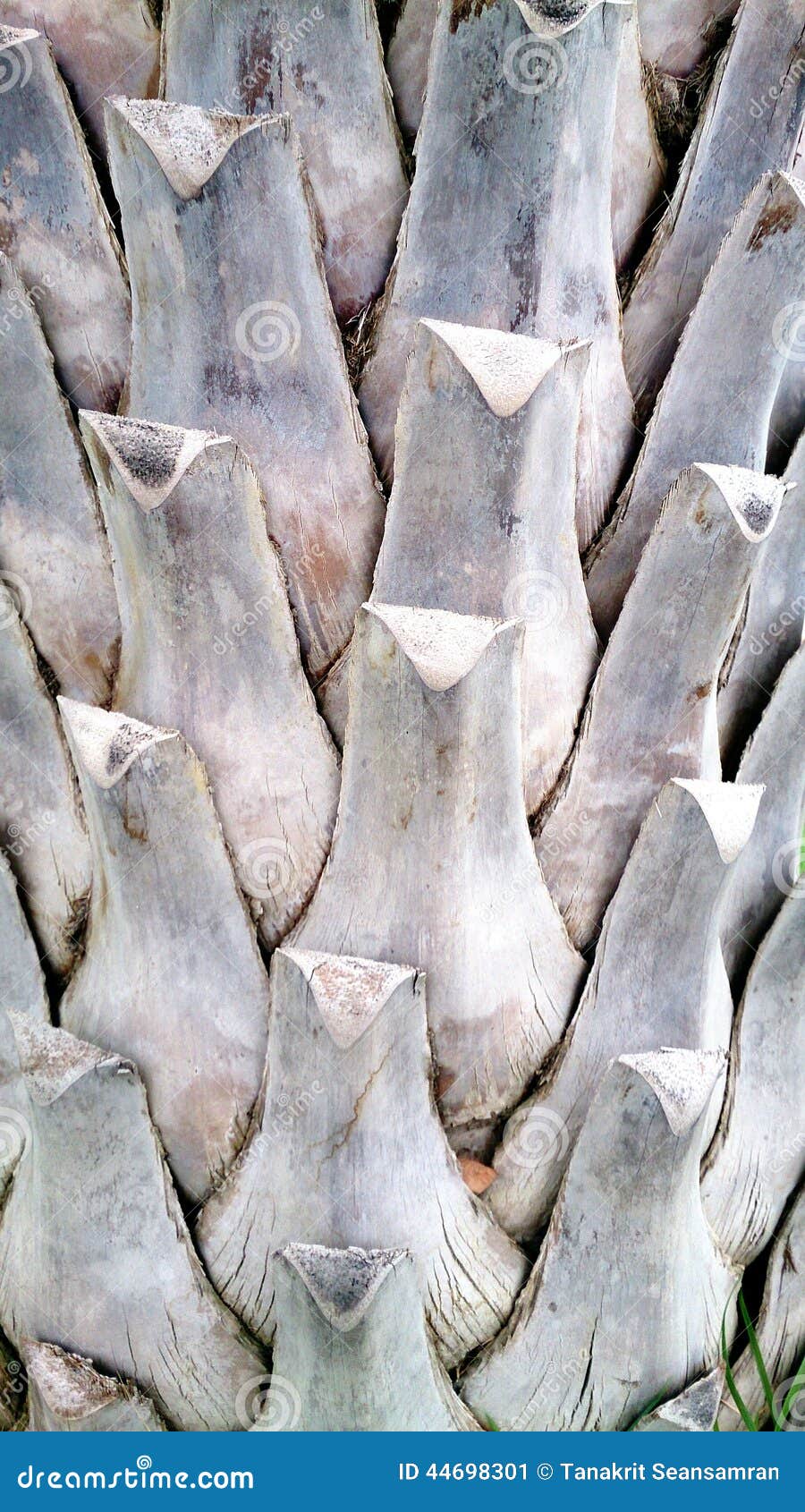 Plam stock image. Image of wall, plam, tree, texture - 44698301