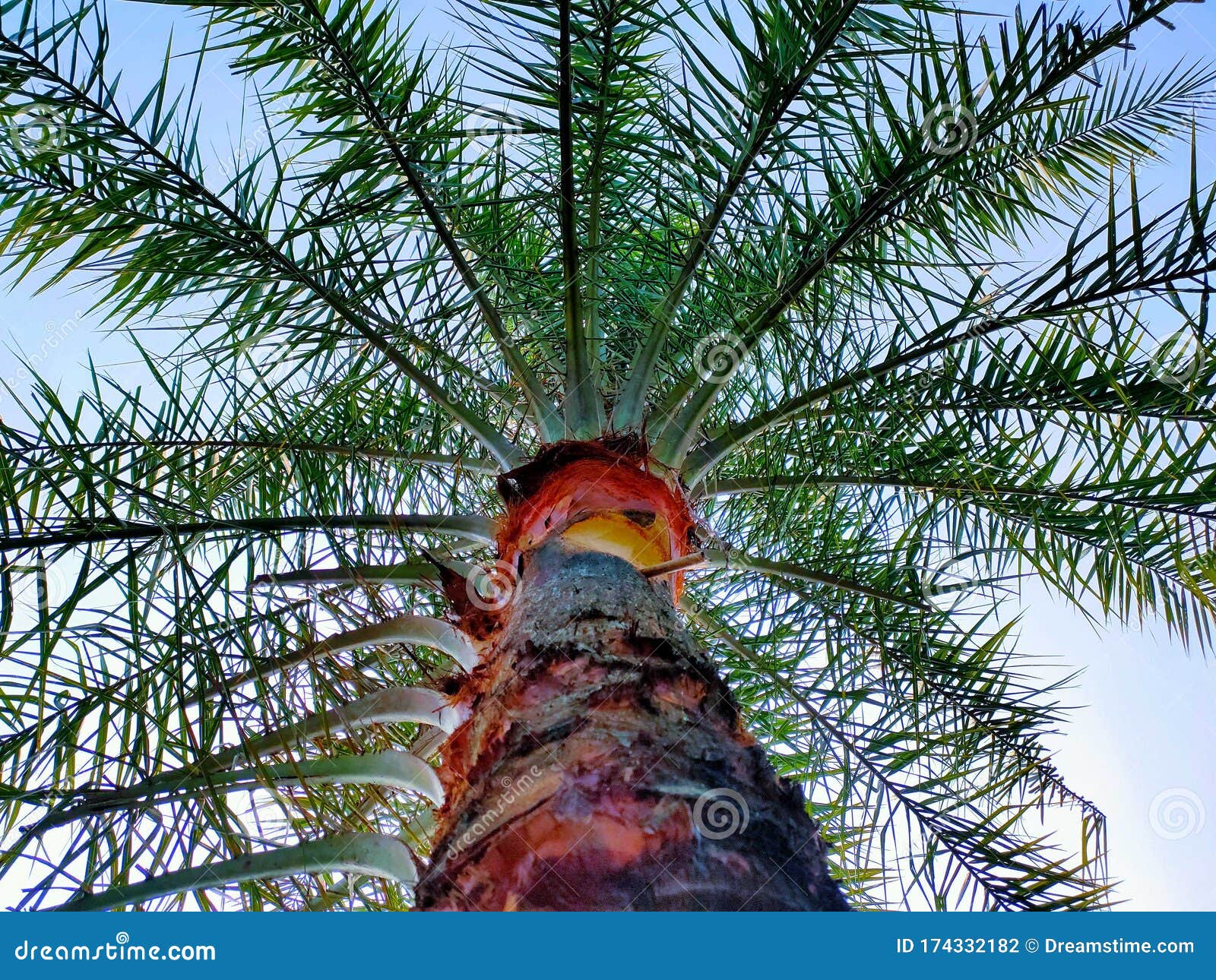 Plam tree stock photo. Image of village, green, tree - 174332182