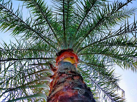 Plam tree stock photo. Image of village, green, tree - 174332182