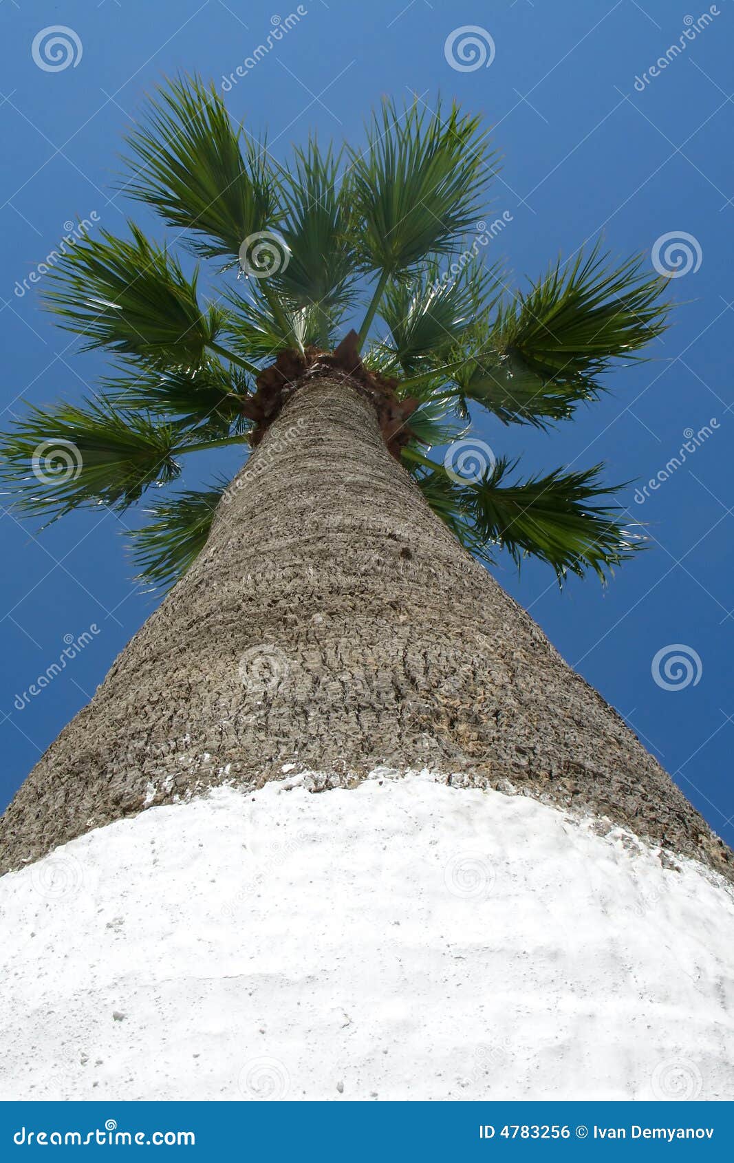 Plam Tree Picture. Image: 4783256