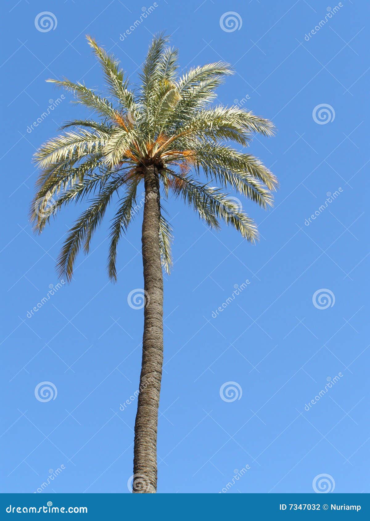 Plam Tree stock photo. Image of silhouette, palms, branch - 7347032