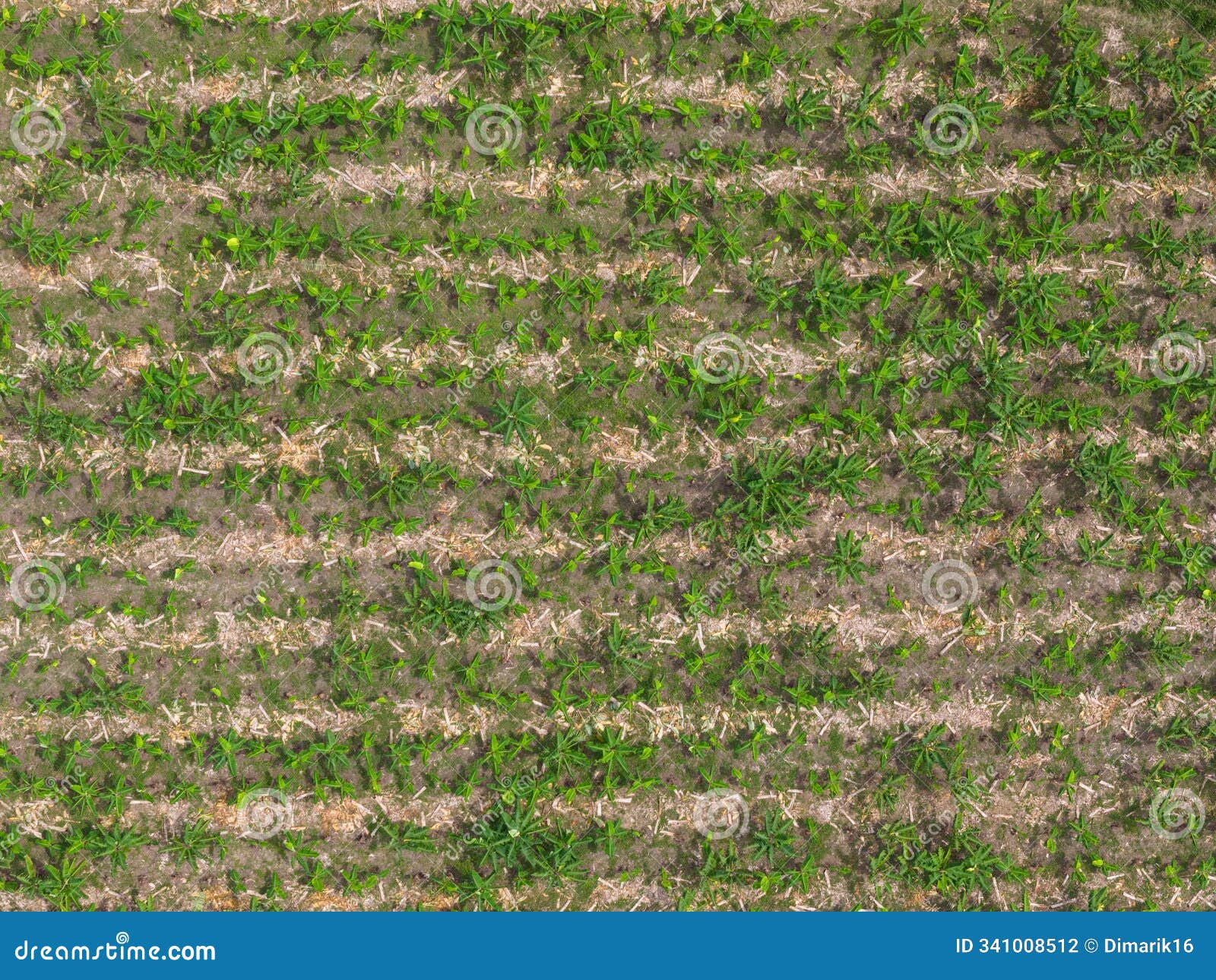 Plam Tree in Agriculture Field Stock Illustration - Illustration of ...