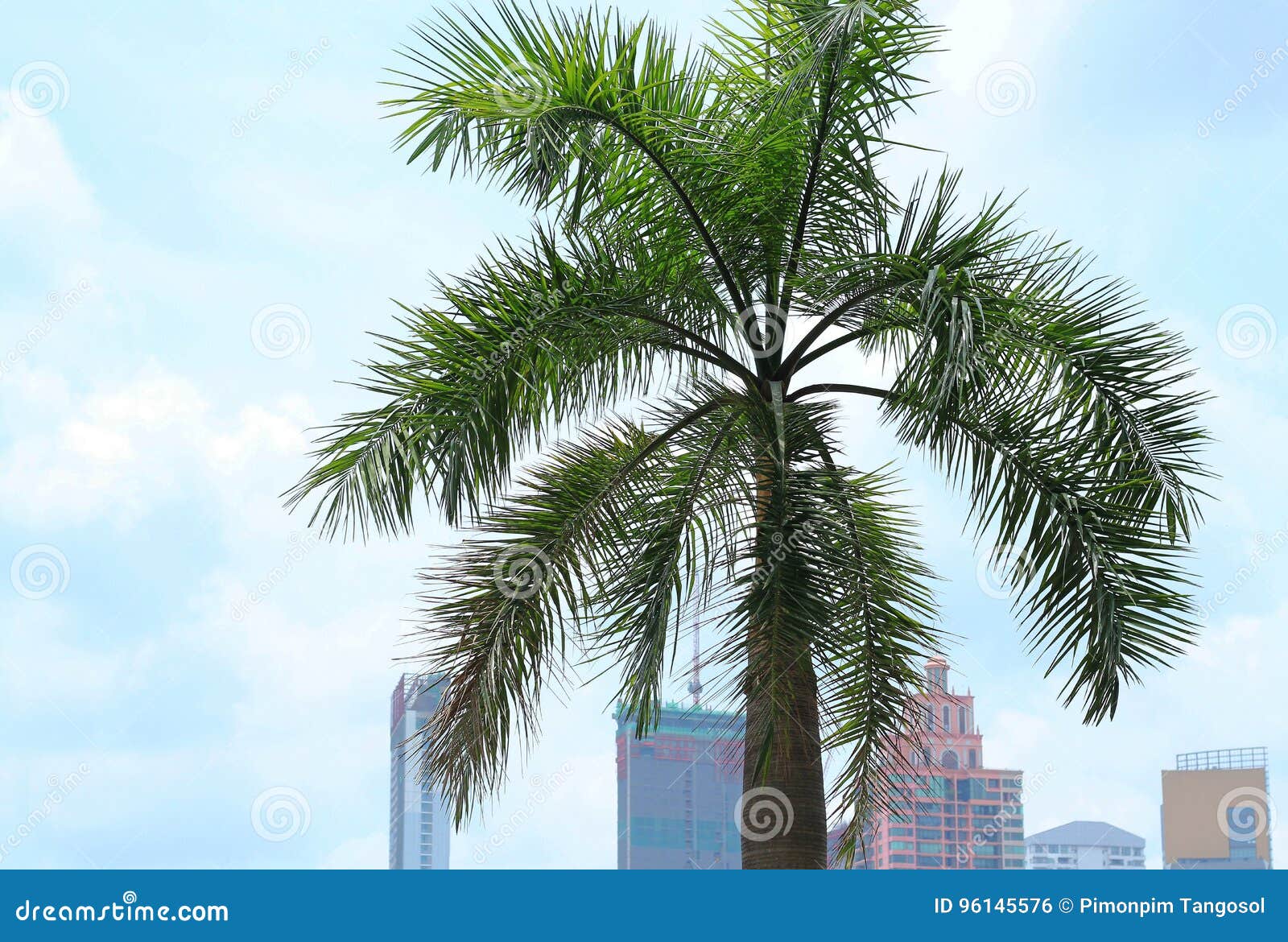 Plam tree in Bangkok stock photo. Image of view, tree - 96145576