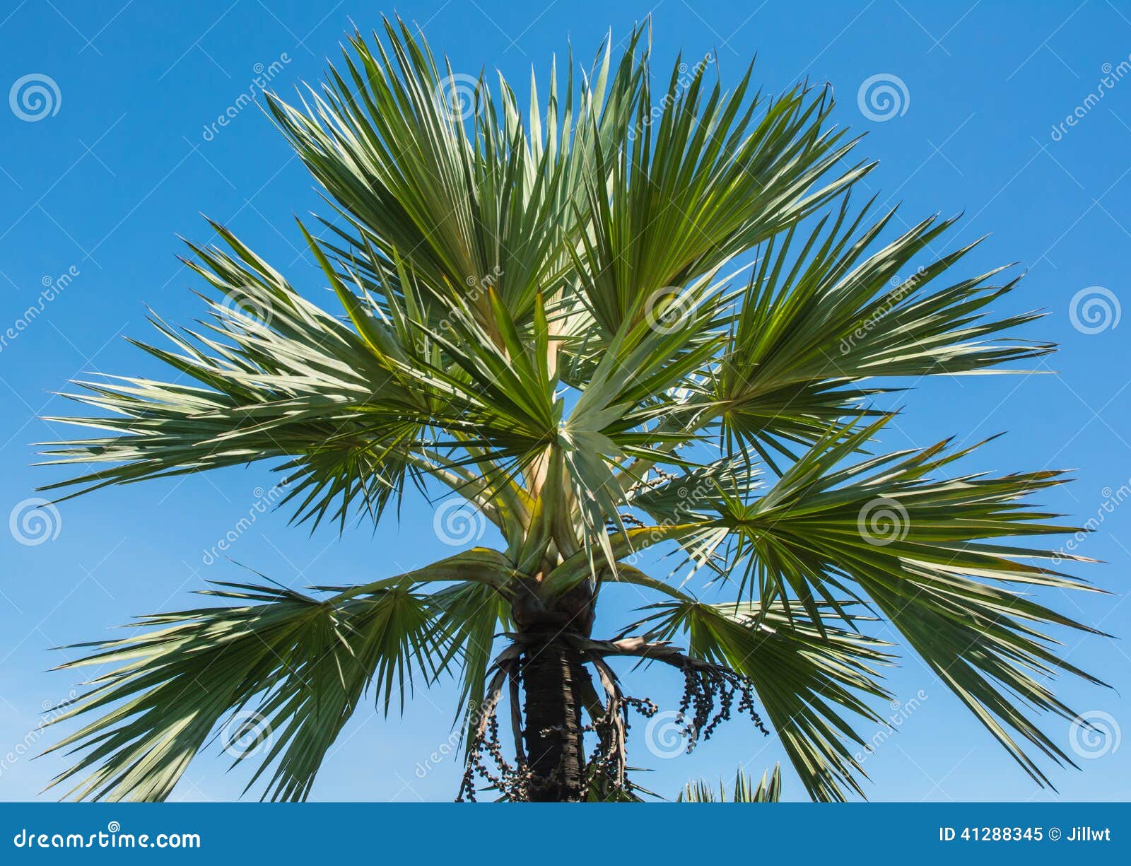 Plam tree stock image. Image of branch, vertical, beautiful - 41288345