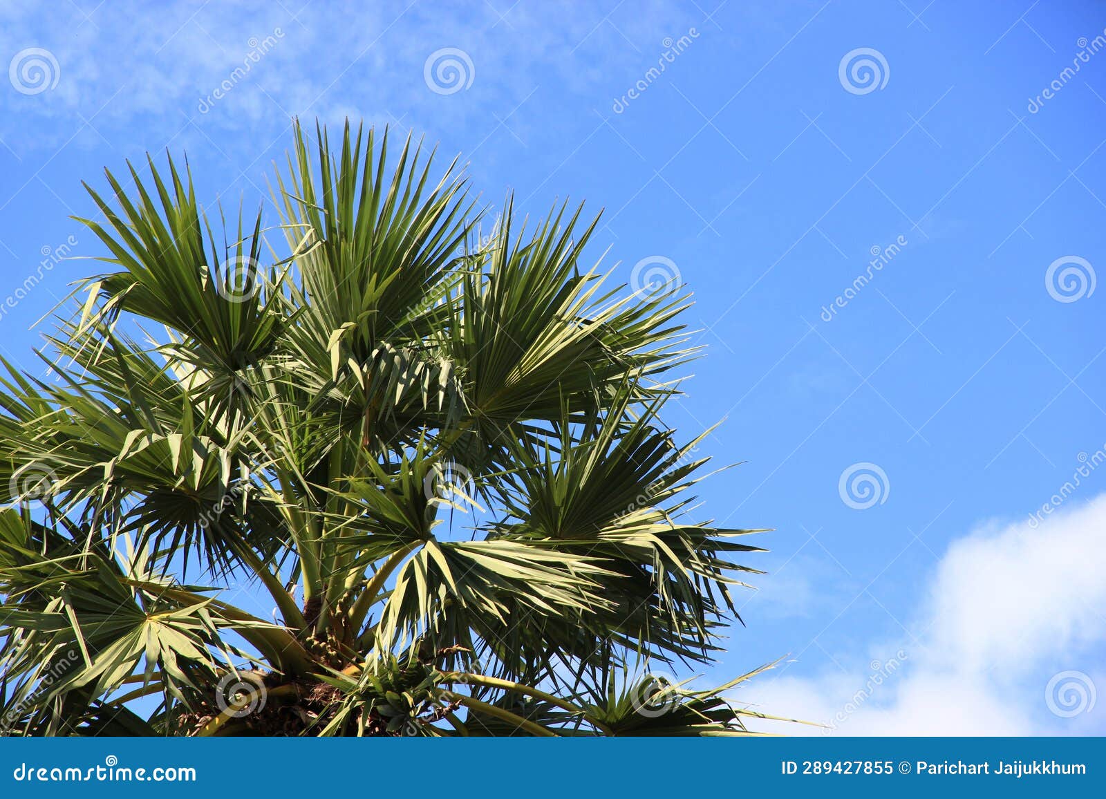Plam Tree or Coconut Branch with Bluesky Background Stock Image - Image ...