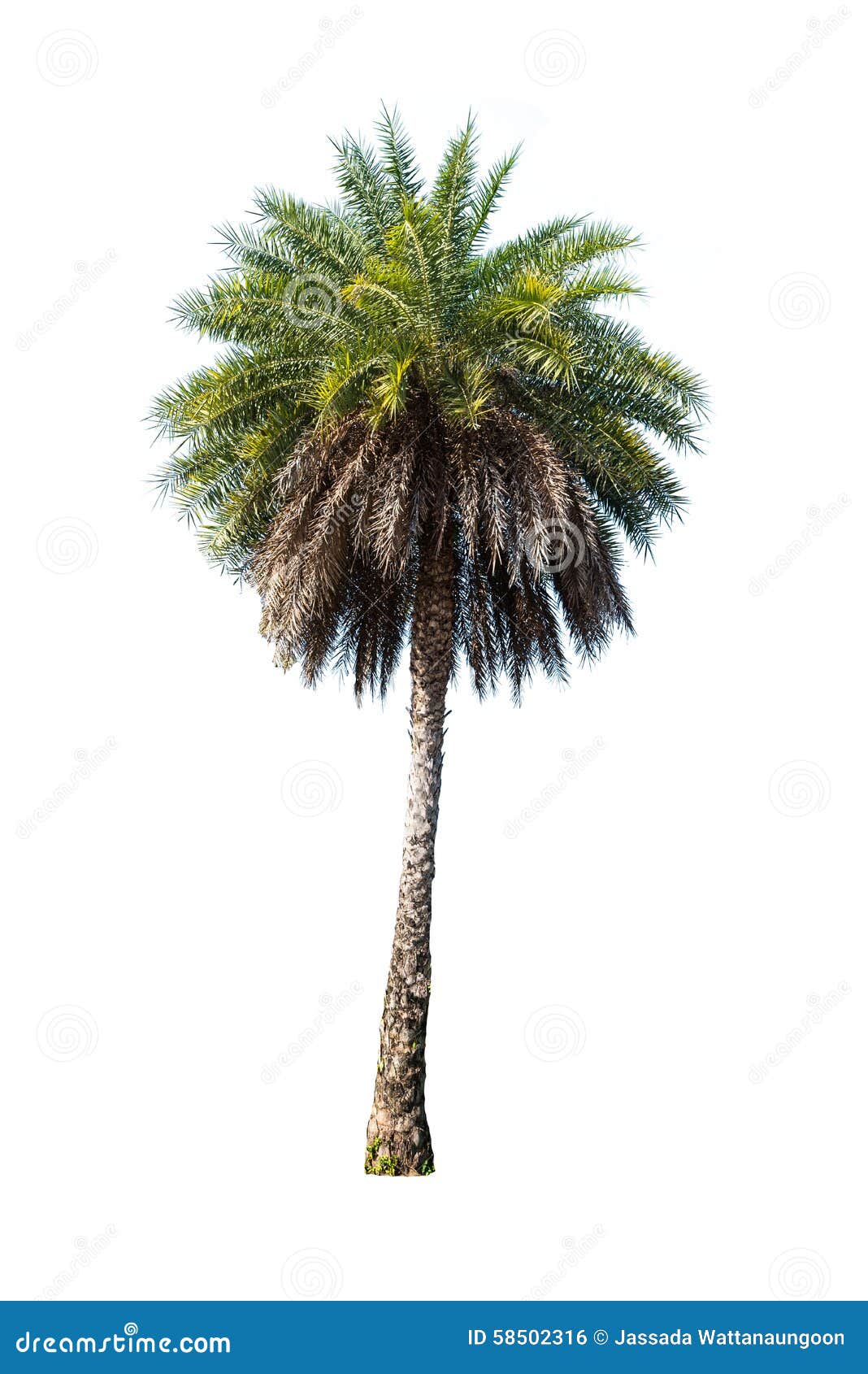 Plam Tree Isolated on White Stock Photo - Image of plam, curve: 58502316