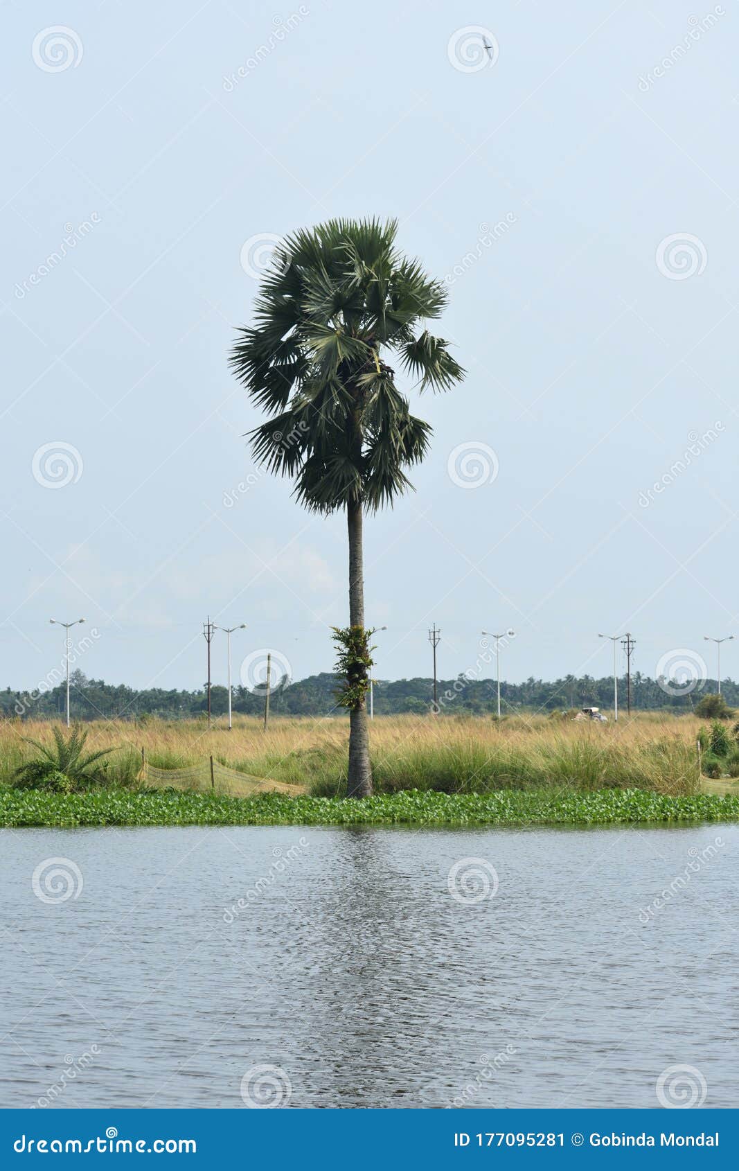 Plam Tree in Kolkata West Bengal Stock Image - Image of west, subhas ...