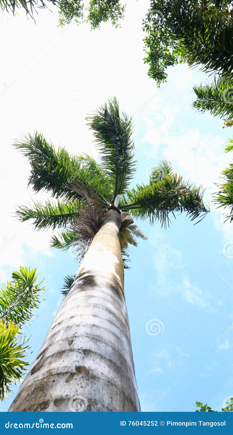Plam tree stock photo. Image of green, coconut, nature - 76045252
