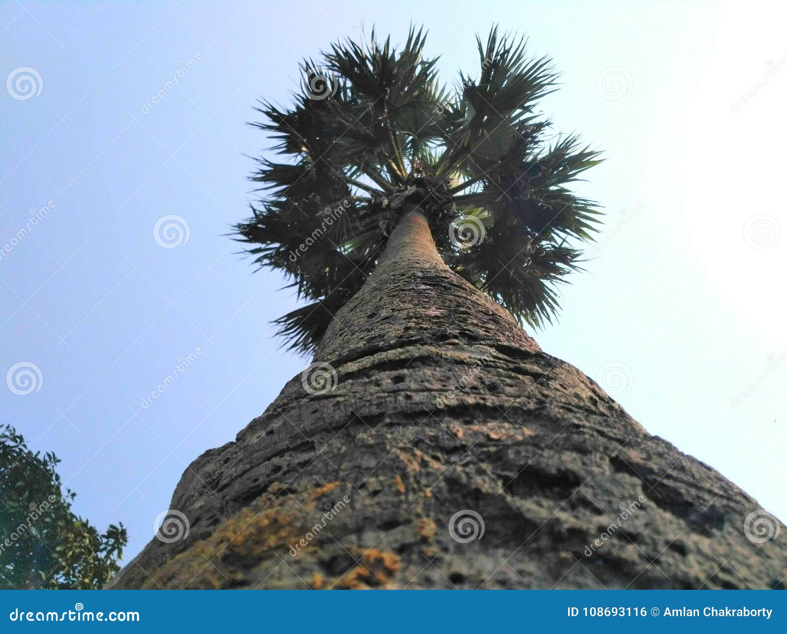 Plam tree stock photo. Image of green, wood, plam, tree - 108693116