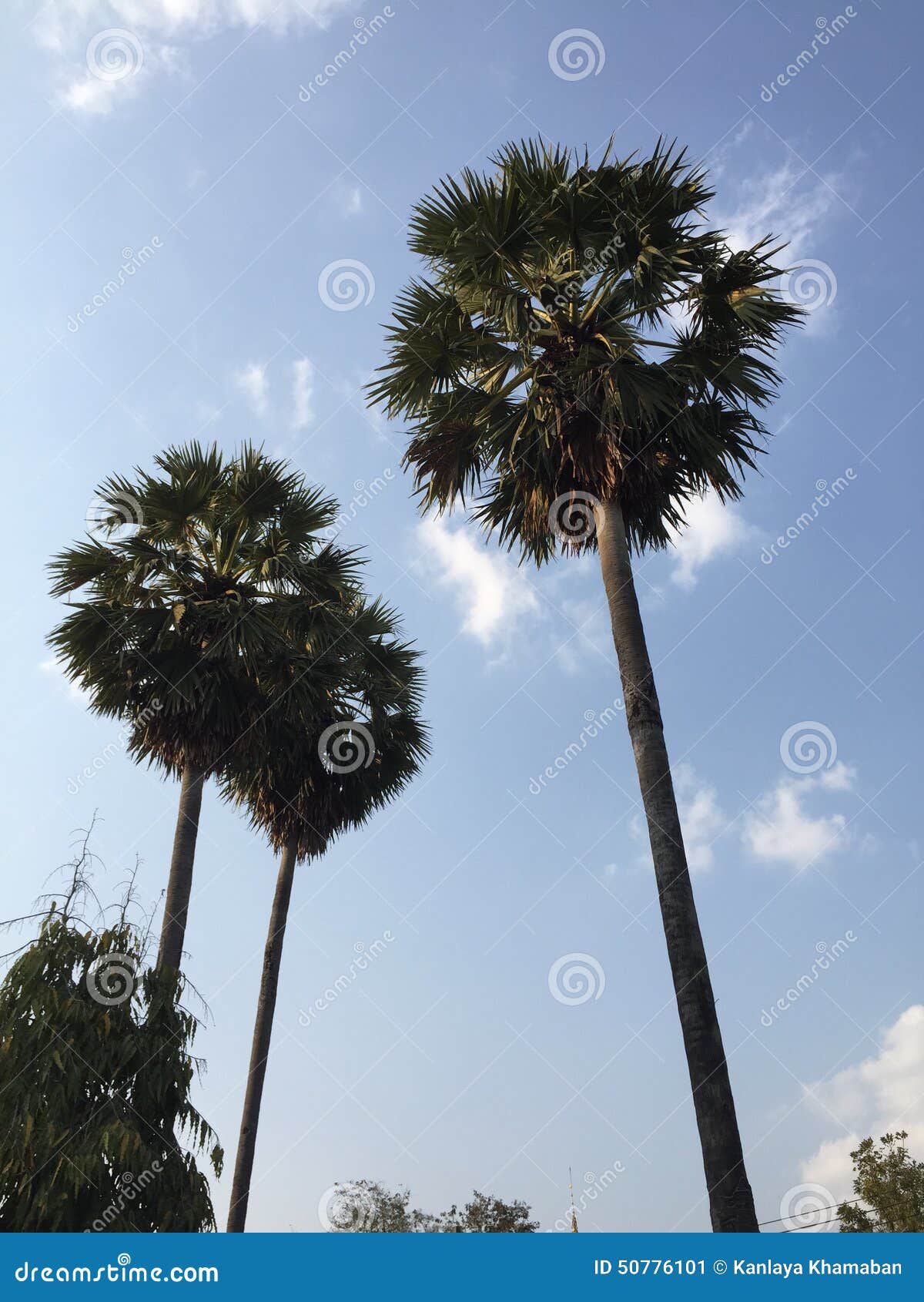 Plam tree stock image. Image of green, blue, plam, tree - 50776101