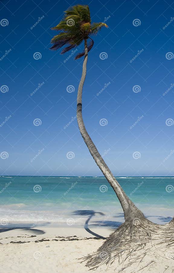 Plam trees stock image. Image of growing, good, dominican - 596691