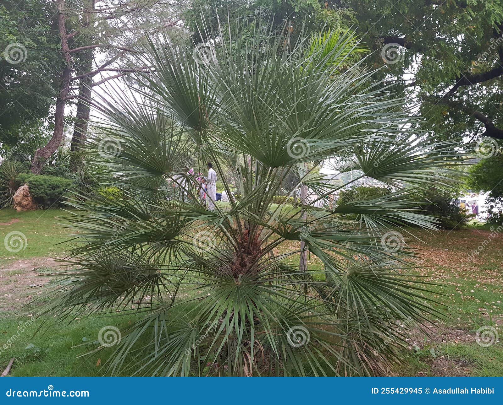 Plam Trees in Green Lawn at Sunny Day Stock Image - Image of leaf ...