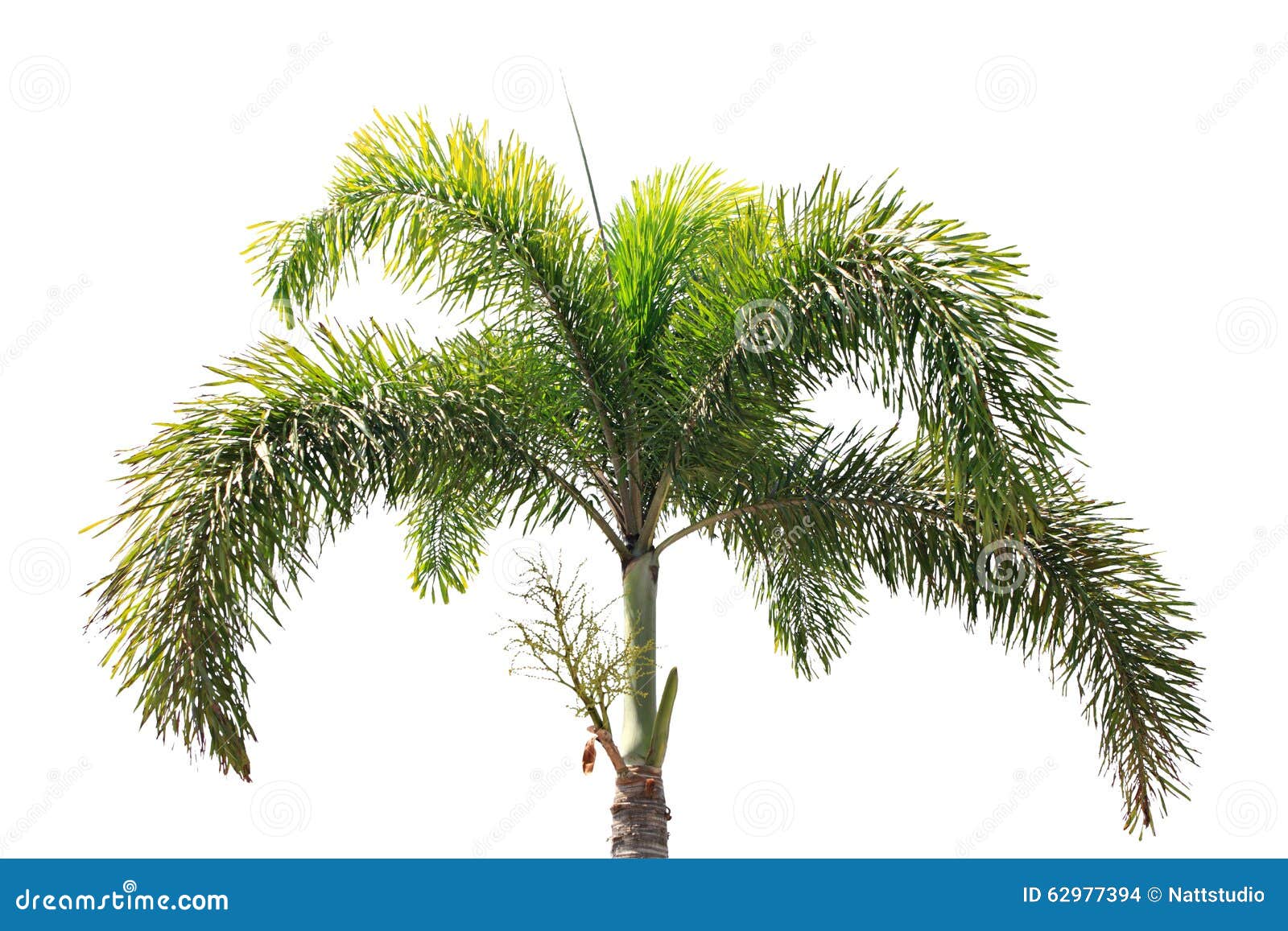 Plam Trees Isolated On White Background Stock Photo - Image of palm ...