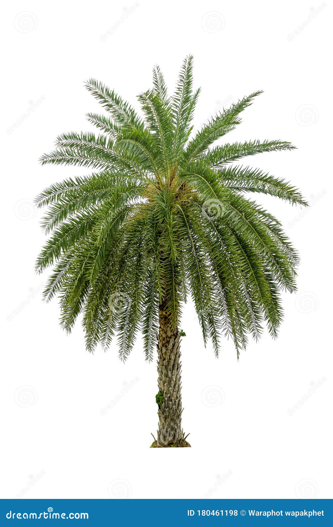 Plam Trees on a Isolated White Background Stock Photo - Image of ...