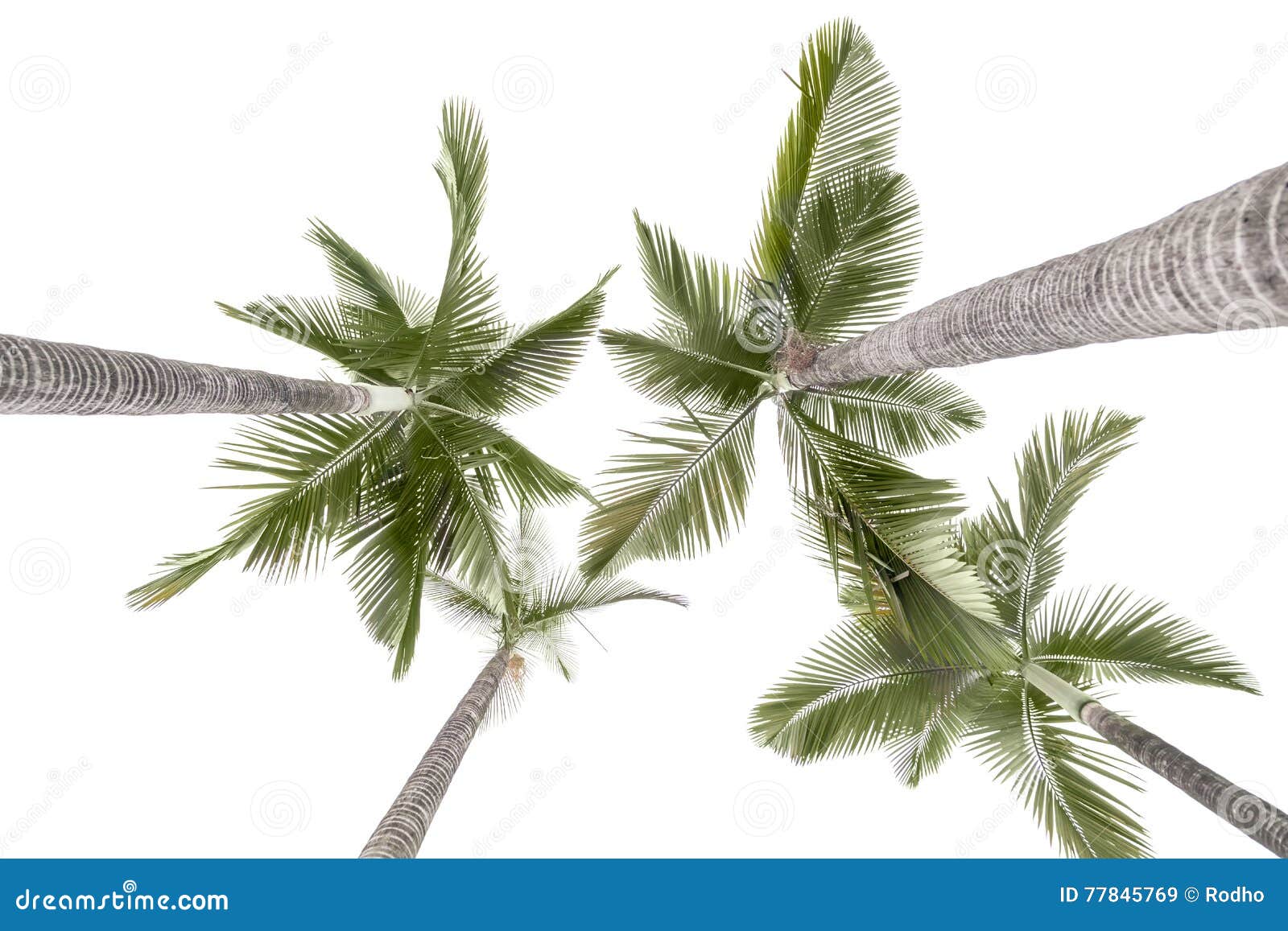 Plam Trees Isolated on White Stock Image - Image of bend, foliage: 77845769