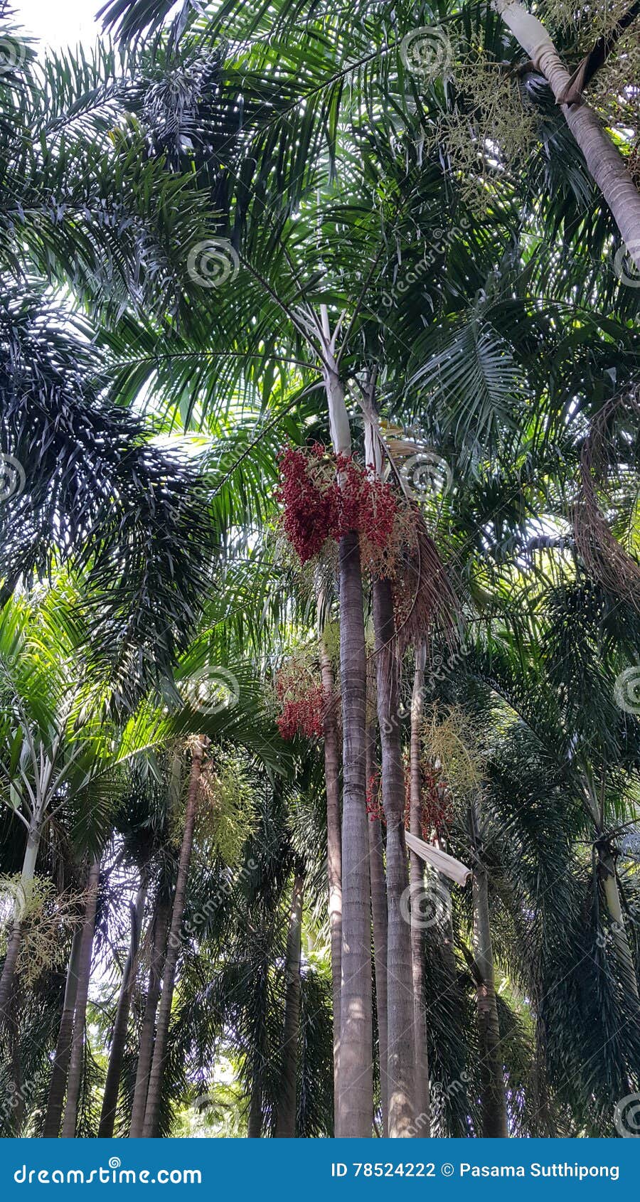 Plam trees with red fruits stock photo. Image of tall - 78524222