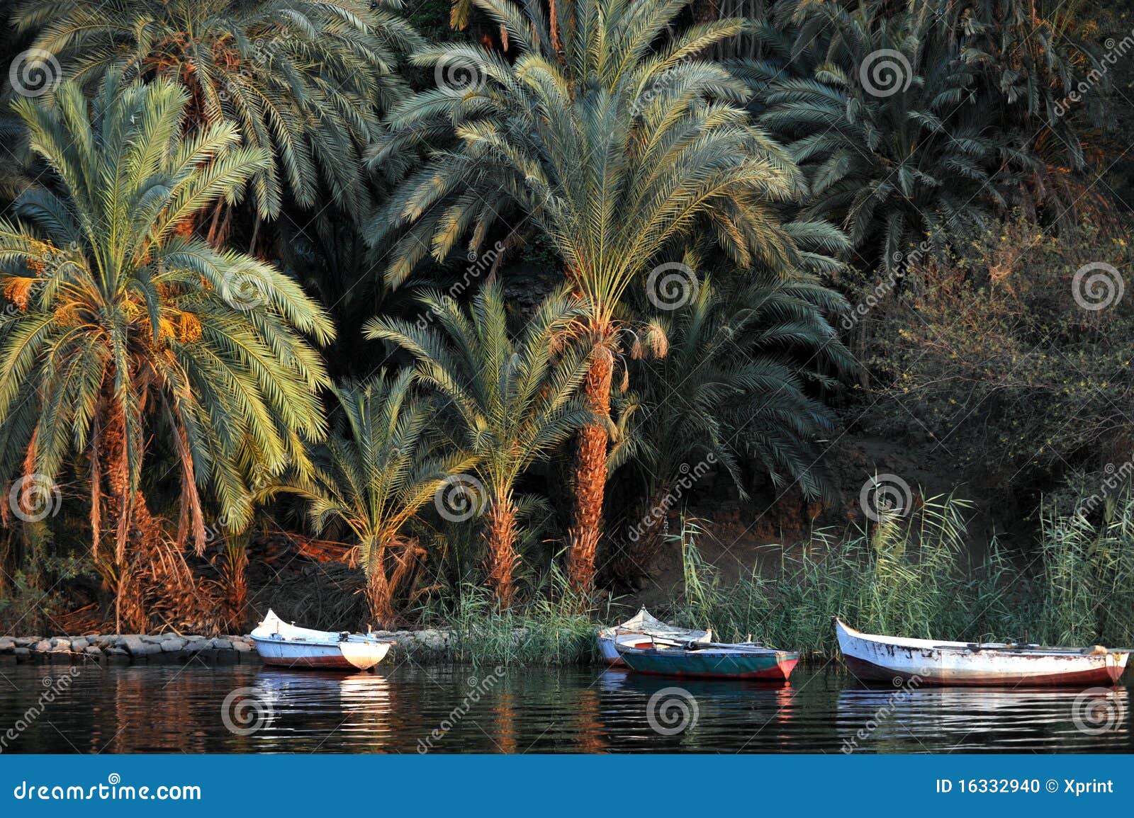 Plams el Nilo foto de archivo. Imagen de nilo, palma - 16332940