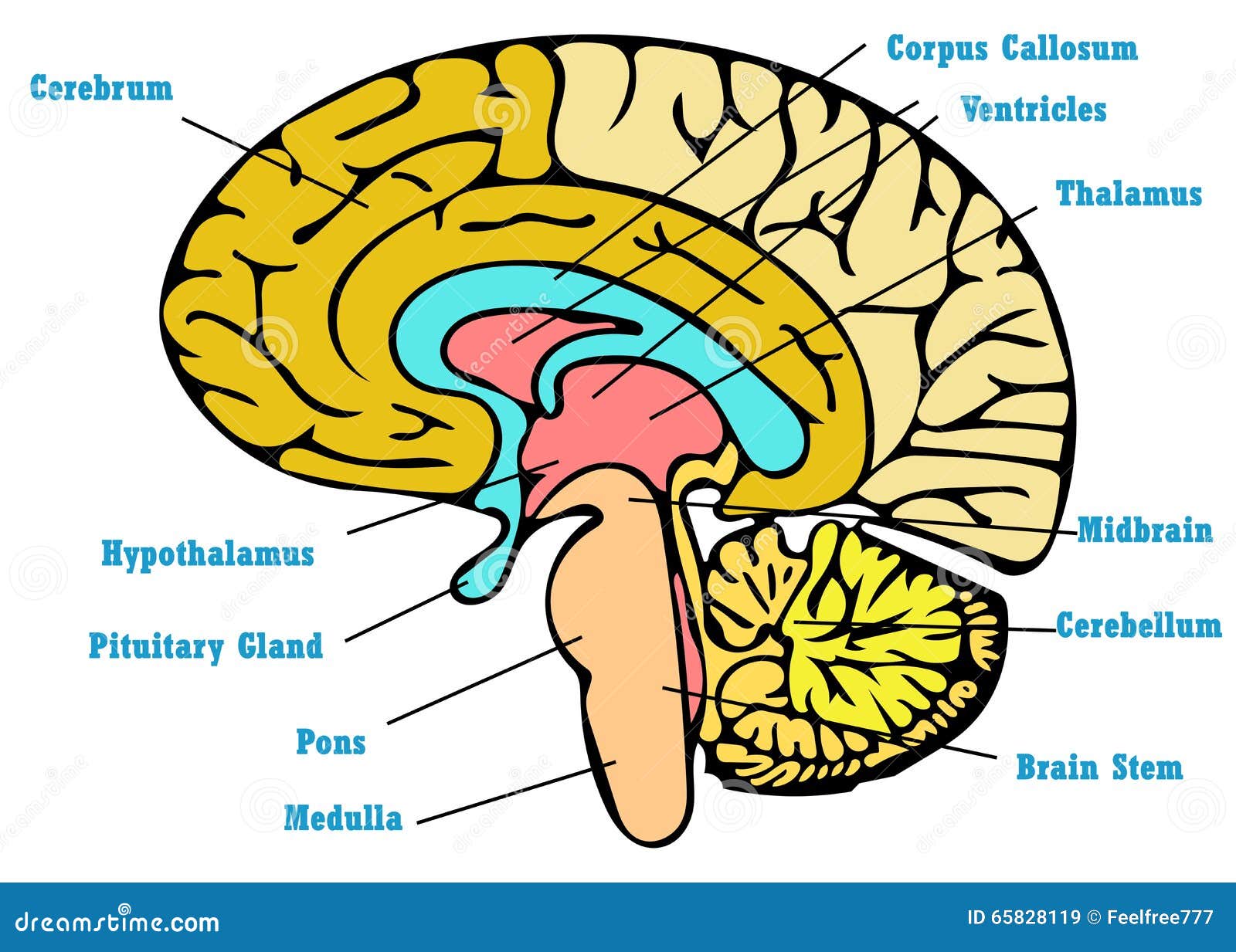 Plan d'anatomie de cerveau illustration stock. Illustration du grand ...