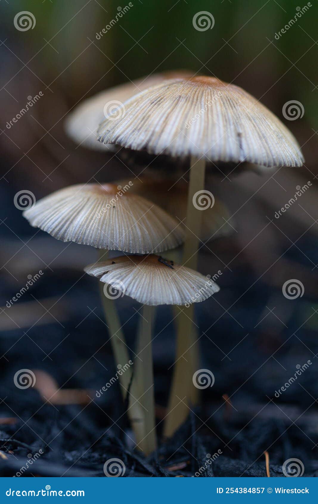 Plan De Closeup Vertical De Minces Champignons Avec Capuchons Moelleux ...