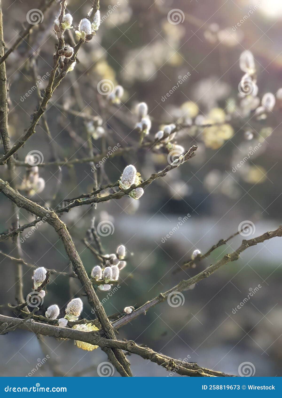 Plan De Fermeture Vertical Des Saules Avec Bourgeons Sur Les Branches ...