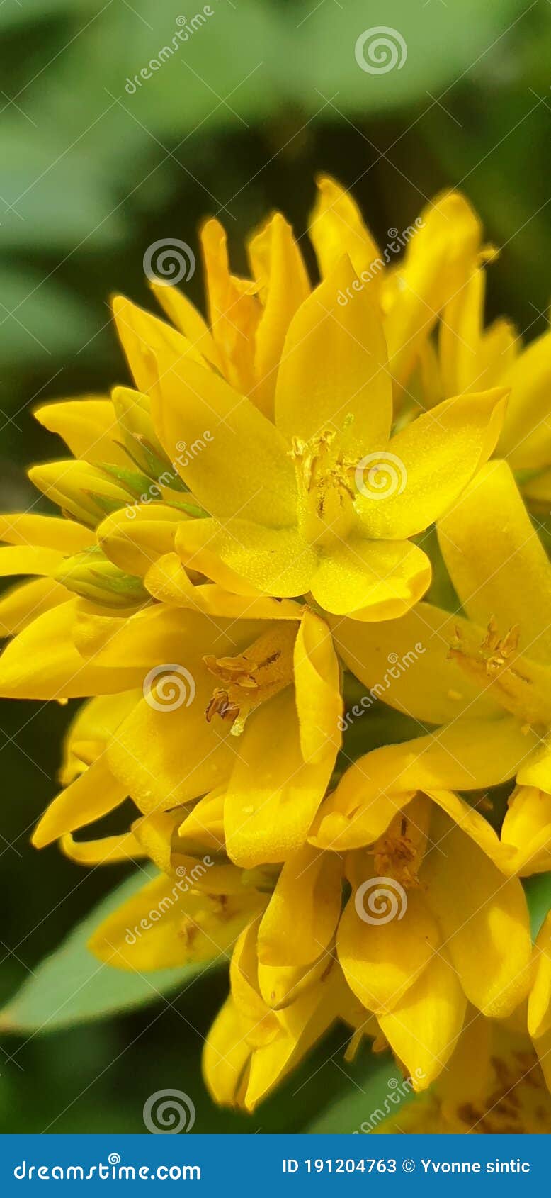 Plan flower yellow live stock image. Image of flower - 191204763