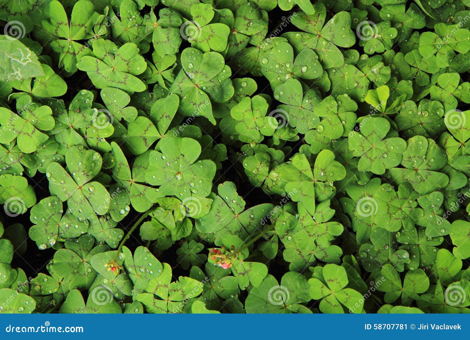 Plan Look Like Four-leaf Clover Stock Image - Image of traditional ...