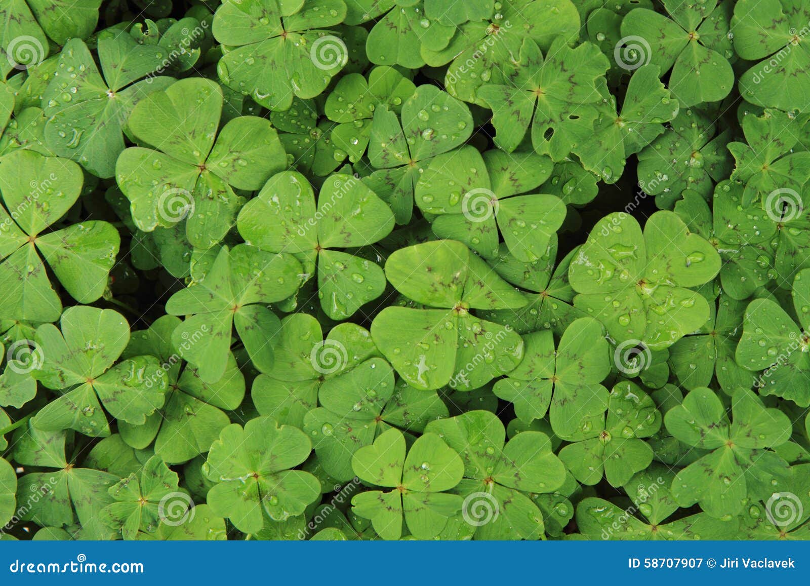 Plan Look Like Four-leaf Clover Stock Image - Image of irish, four ...