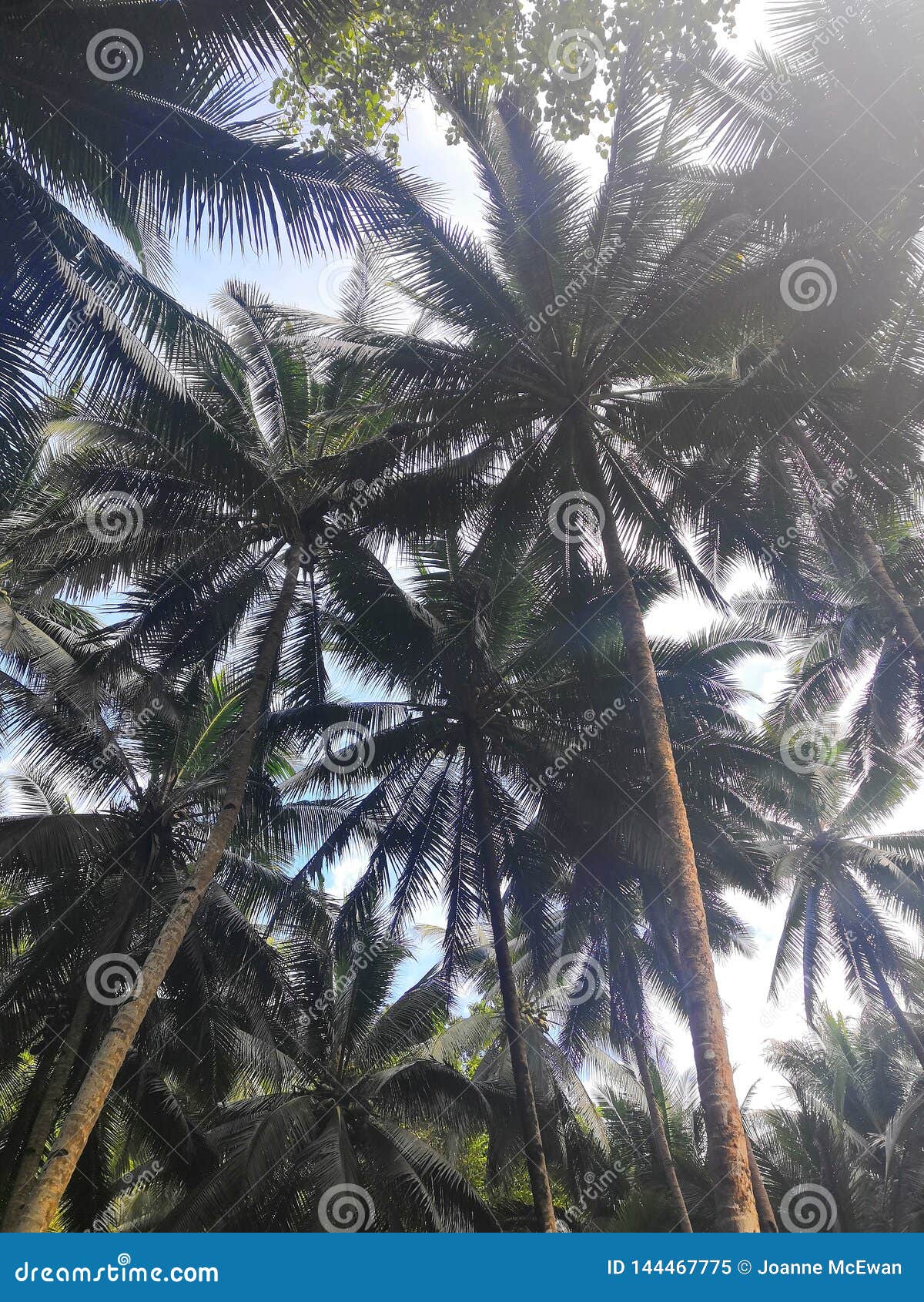 Palm Trees Philippines Nature Sky Stock Image - Image of palm, trees ...