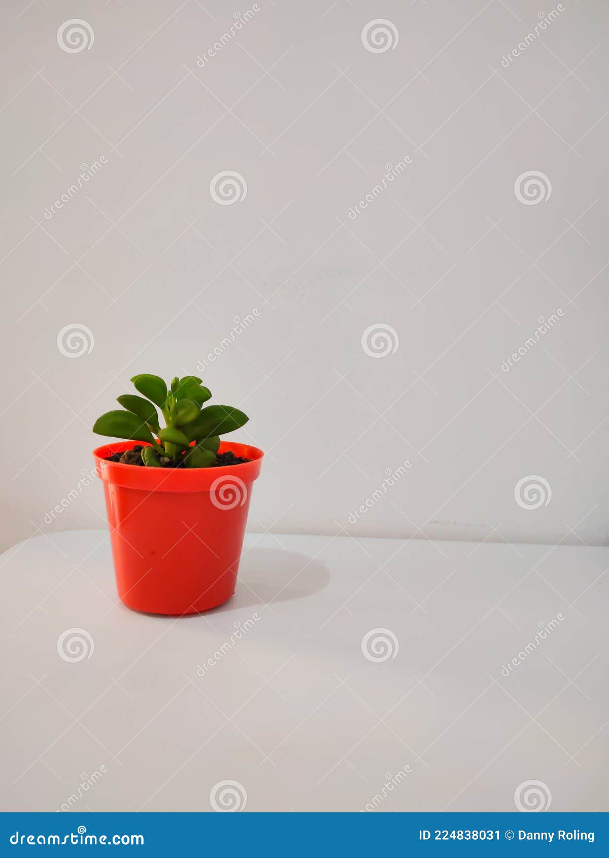 Plan in the pot stock image. Image of plan, table, produce - 224838031