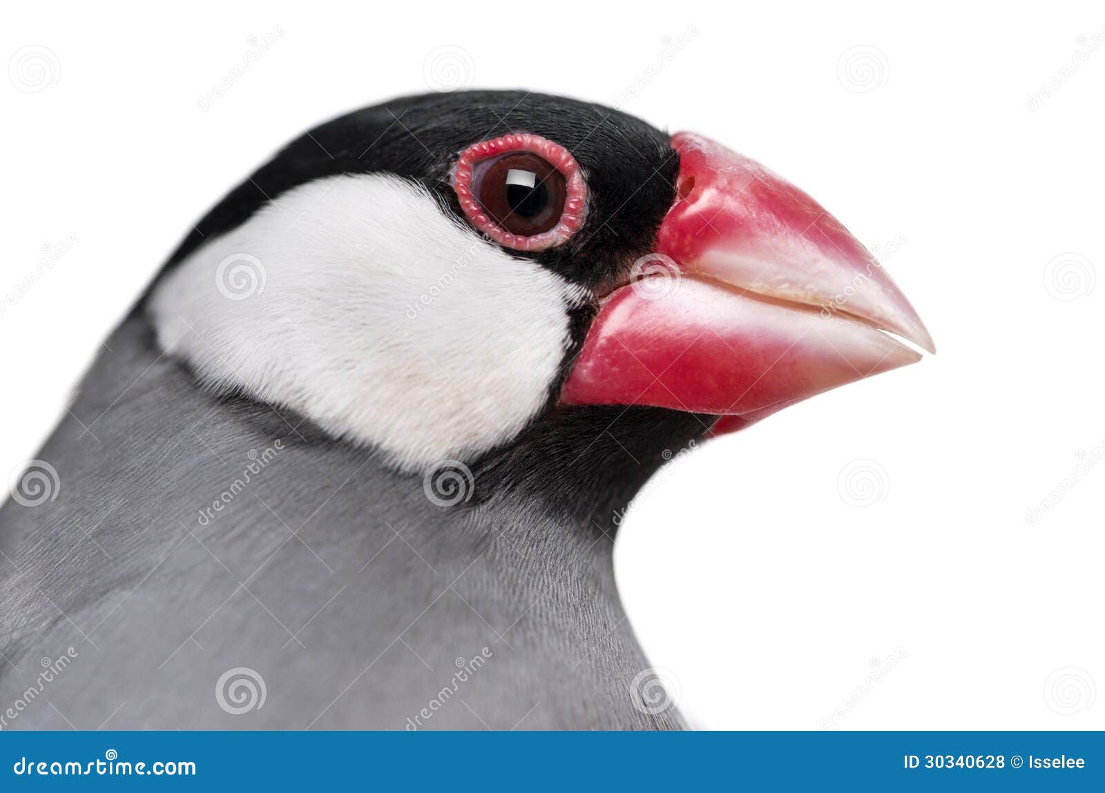 Plan Rapproché D'un Oryzivora De Padda De Moineau De Java Photo stock ...