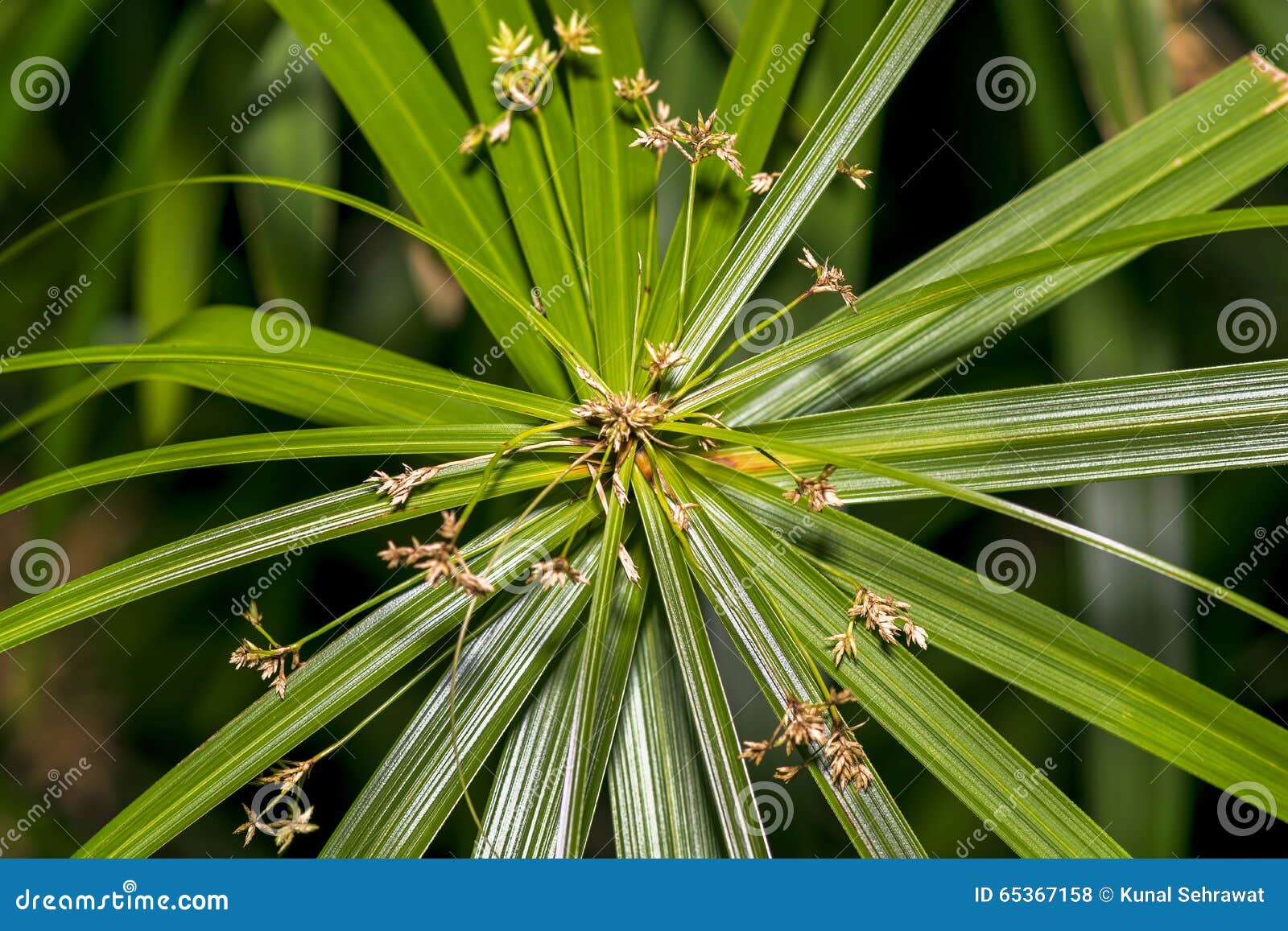 Plan Rapproché D'une Belles Plante/fleur De Papyrus De Cyperus Photo ...